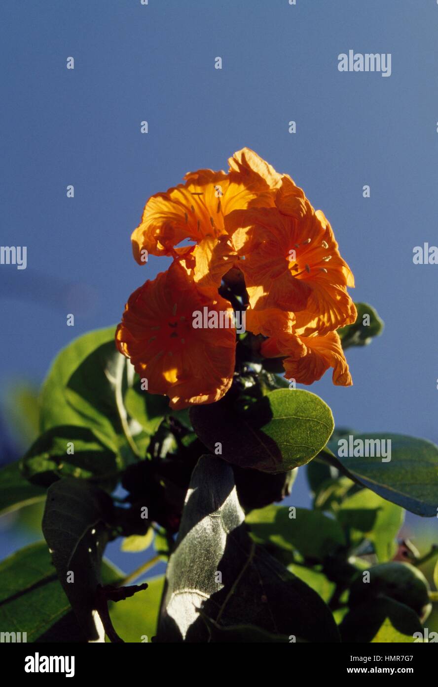 Kou or Mareer flower (Cordia subcordata), Boraginaceae. Madagascar ...