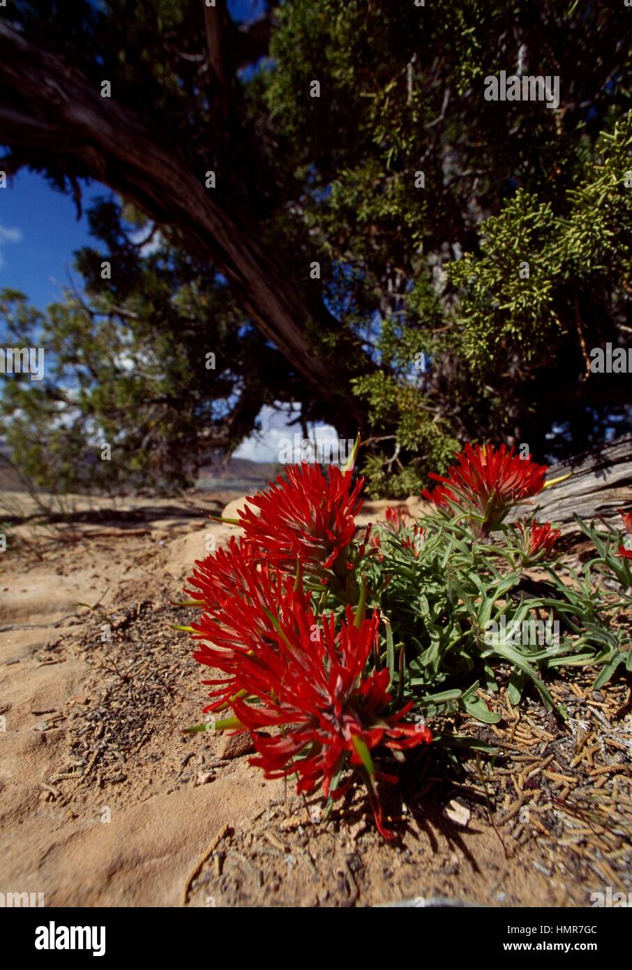 Castilleja sp, United States of America Stock Photo - Alamy