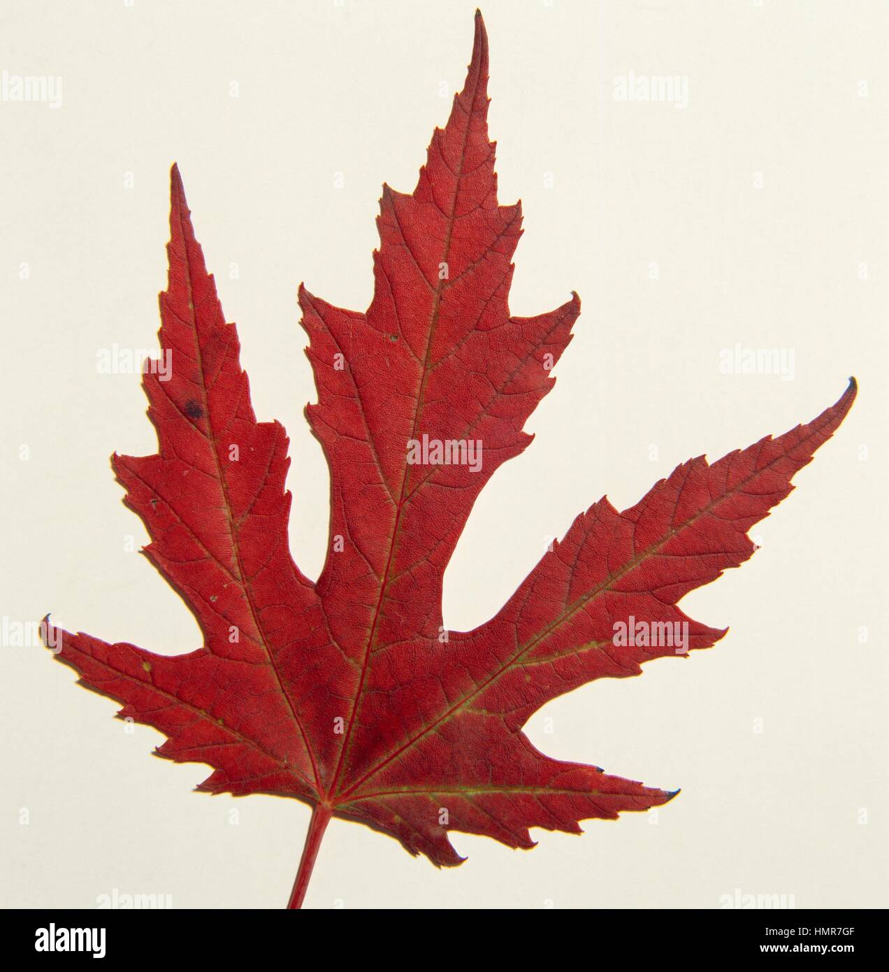 Silver Maple leaf (Acer saccharinum), Aceraceae. Obverse Stock Photo ...