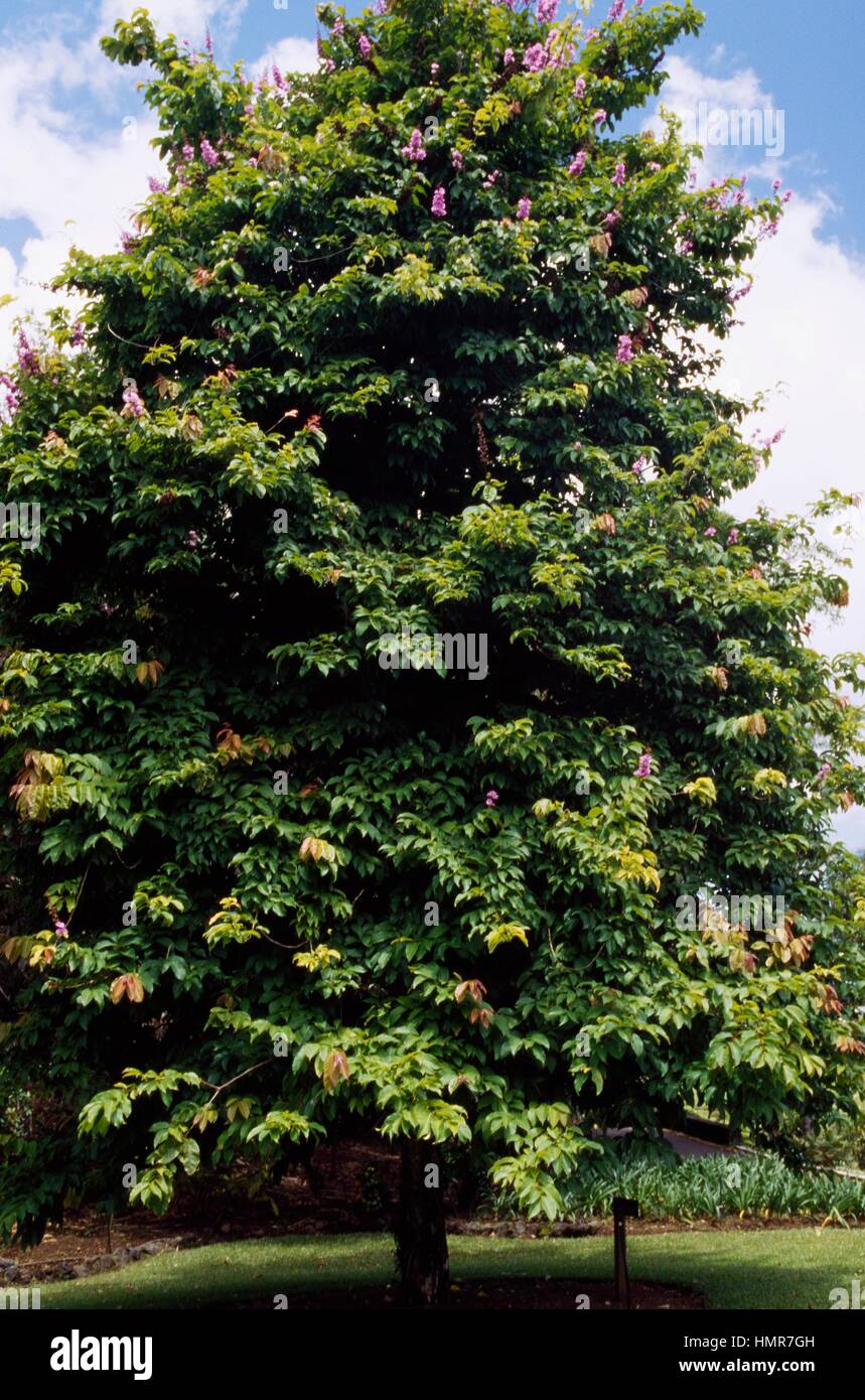 Banaba (Lagerstroemia speciosa), Litraceae Stock Photo - Alamy