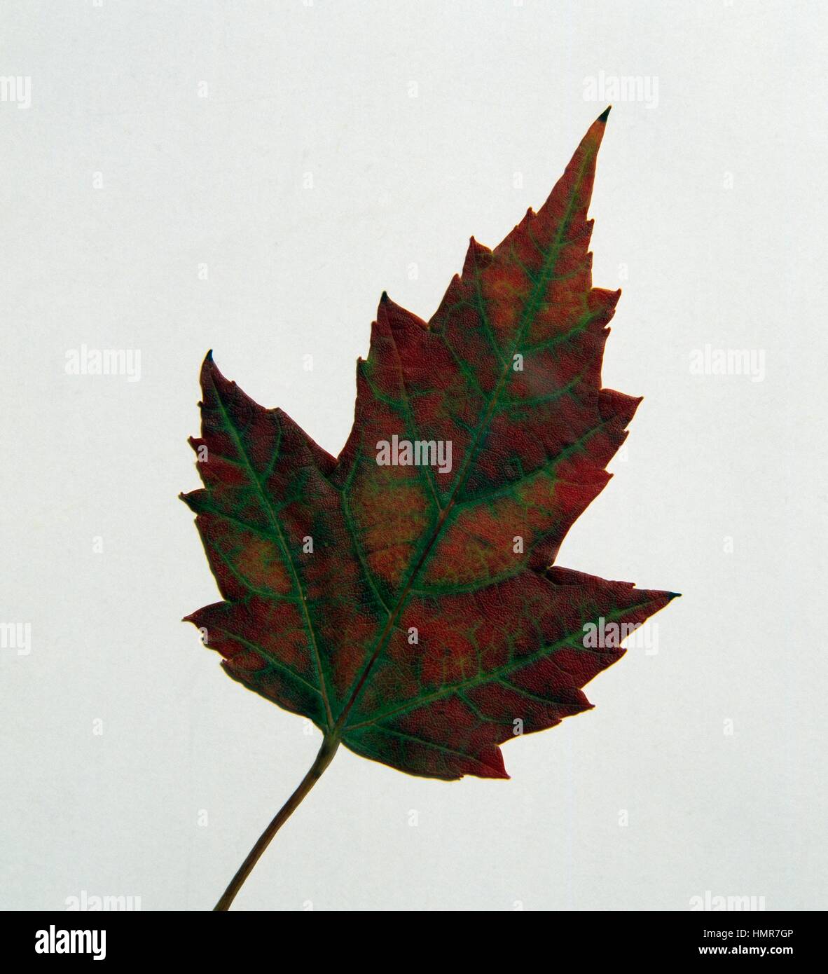 Silver Maple leaf (Acer saccharinum), Aceraceae. Obverse Stock Photo ...