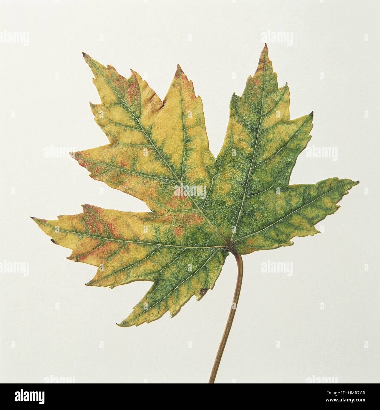 Silver maple trees hi-res stock photography and images - Alamy