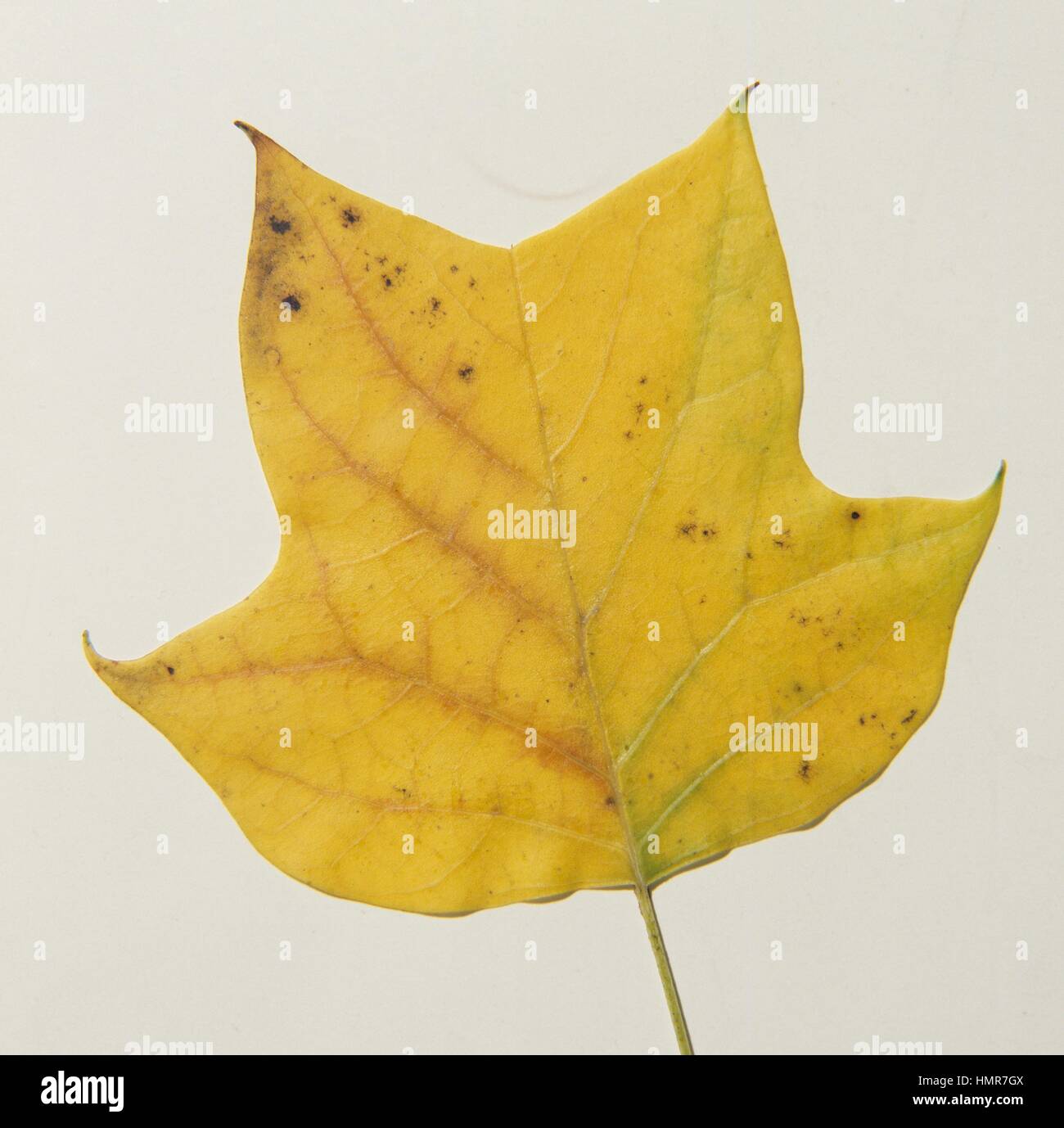 Tulip Tree leaf (Liriodendron tulipifera), Magnoliaceae Stock Photo - Alamy