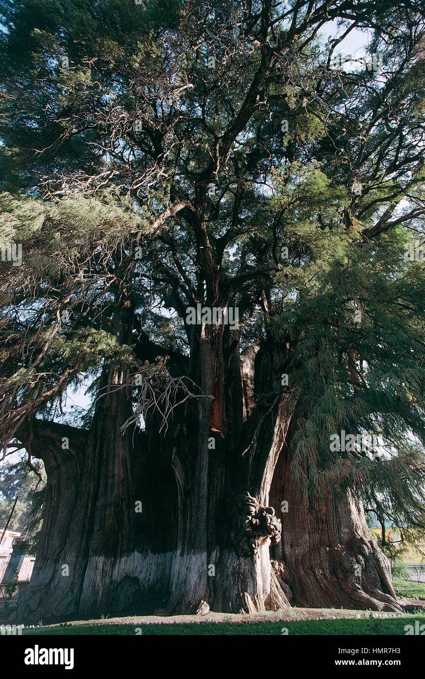 Montezuma cypress taxodium mucronatum hi-res stock photography and ...