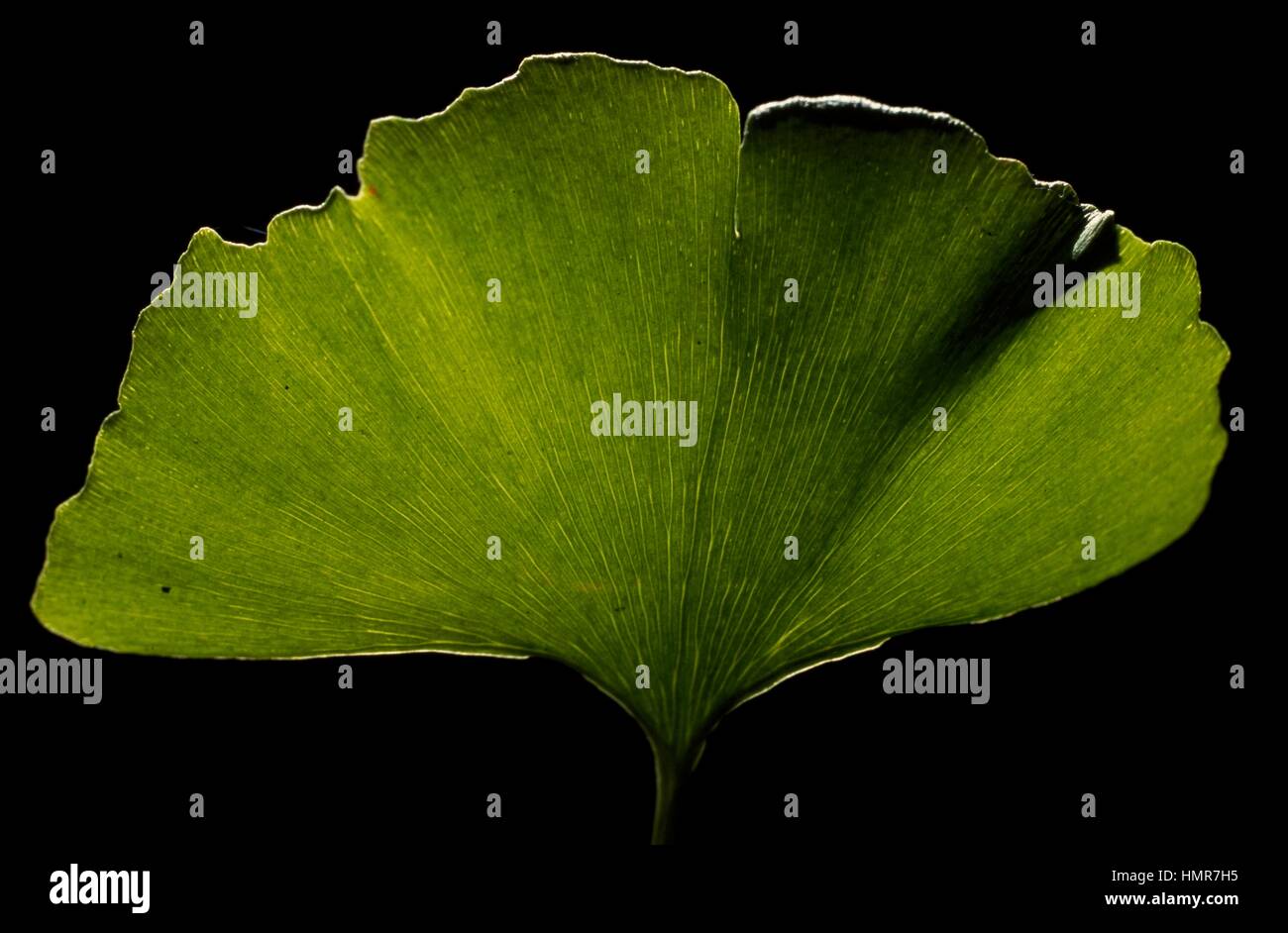 Ginkgo or Maidenhair Tree leaf (Ginkgo biloba), Ginkgoaceae Stock Photo ...