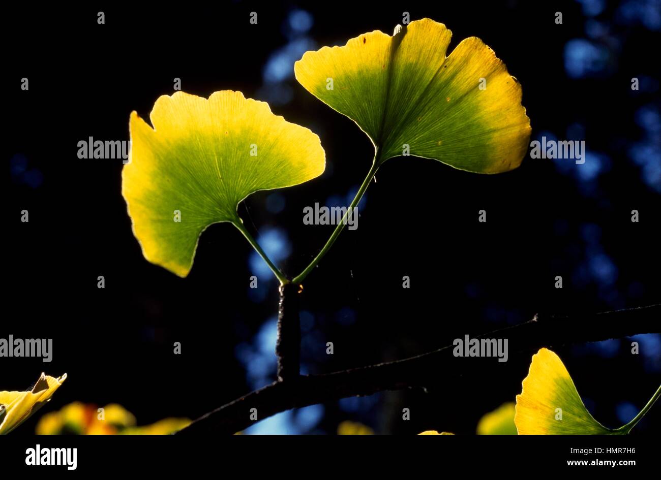 Ginkgo or Maidenhair Tree leaves (Ginkgo biloba), Ginkgoaceae Stock ...