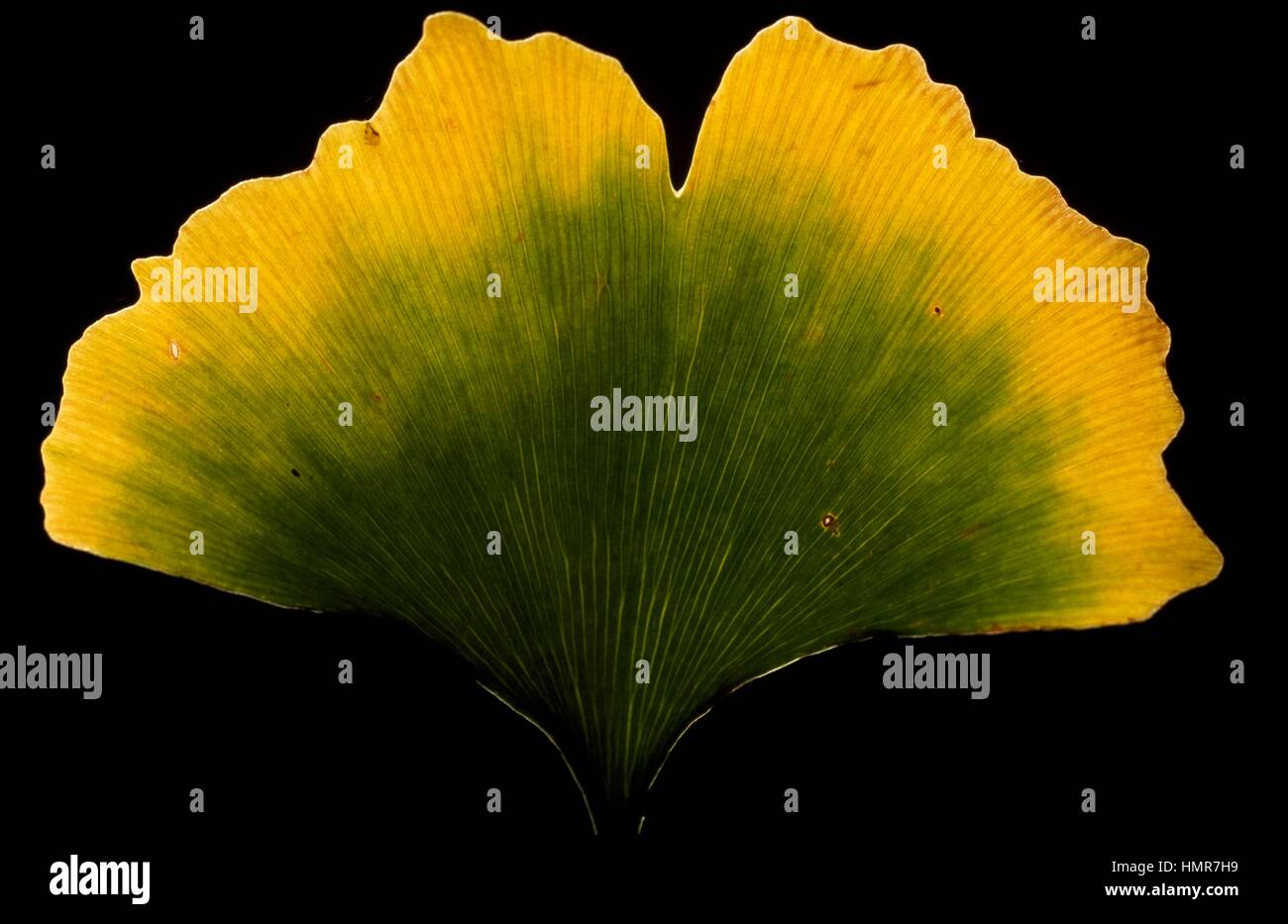 Ginkgo or Maidenhair Tree leaf (Ginkgo biloba), Ginkgoaceae Stock Photo ...