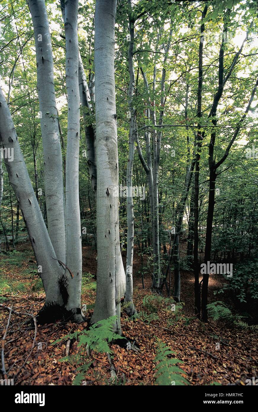 Botany - Trees - Fagaceae. European beech (Fagus sylvatica Stock Photo ...