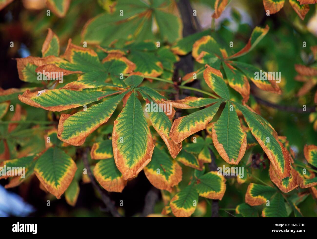 Indian horse chestnut tree hi-res stock photography and images - Alamy