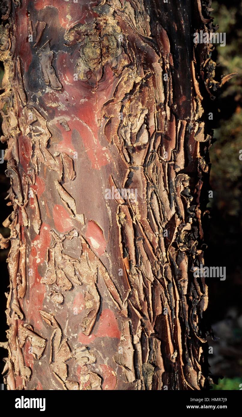 Arizona Cypress bark (Cupressus arizonica), Cupressaceae Stock Photo ...