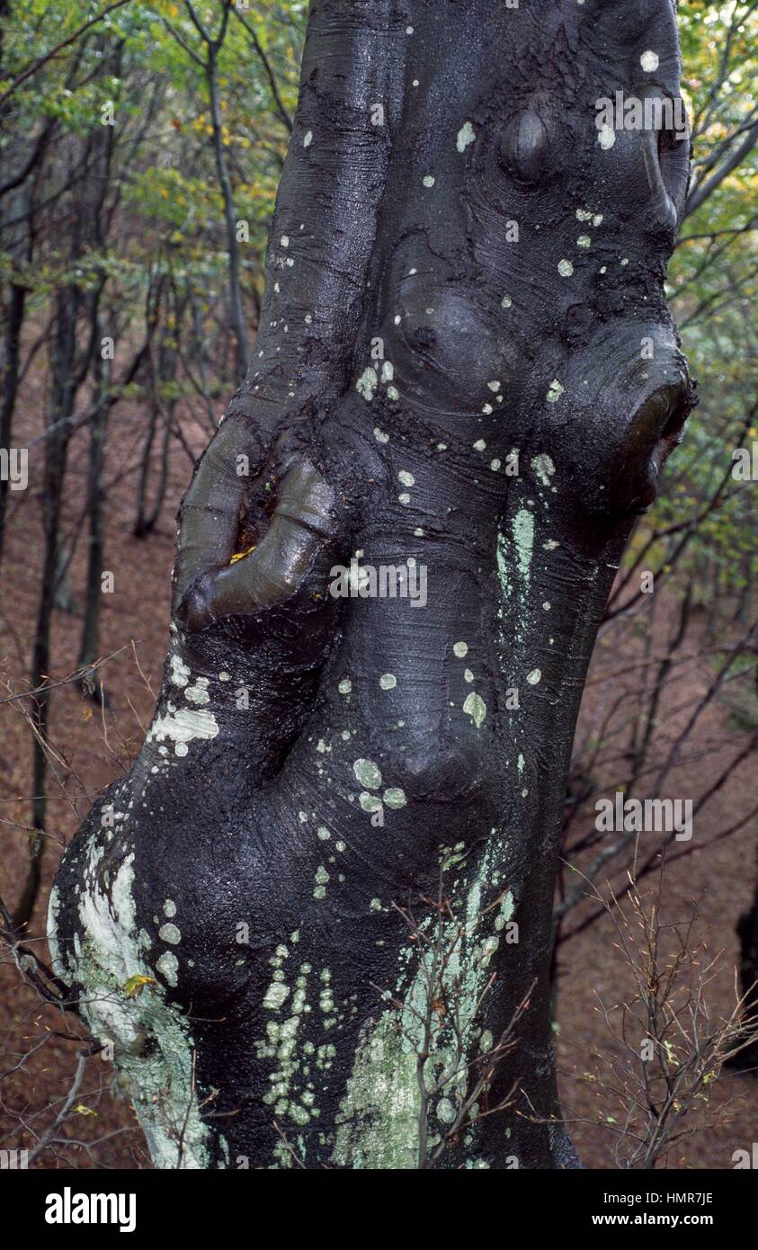 Common Beech or European Beech trunk (Fagus sylvatica), Fagaceae Stock ...