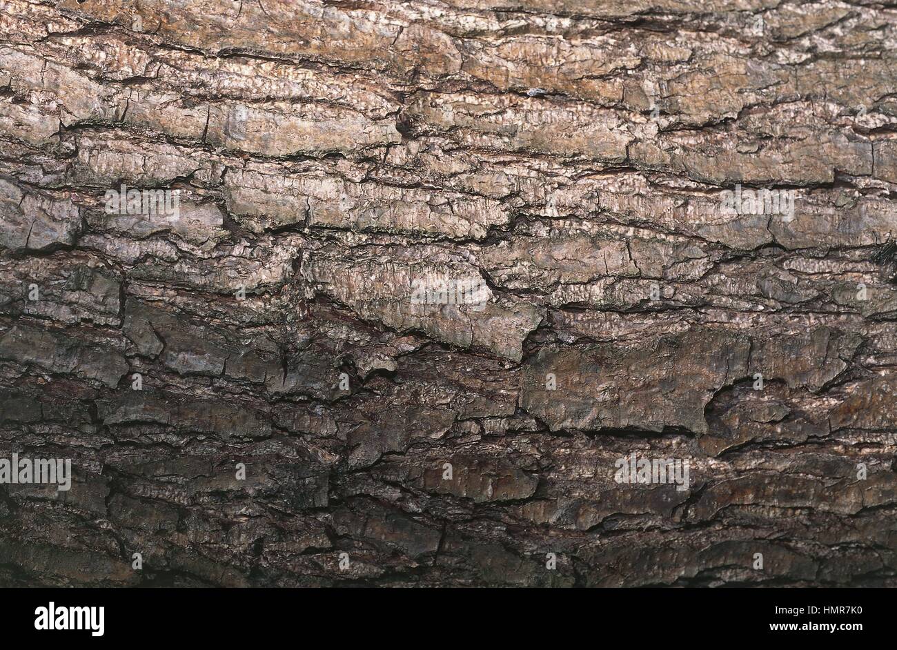 Botany - Betulaceae. European alder (Alnus glutinosa), Bark. Po River ...