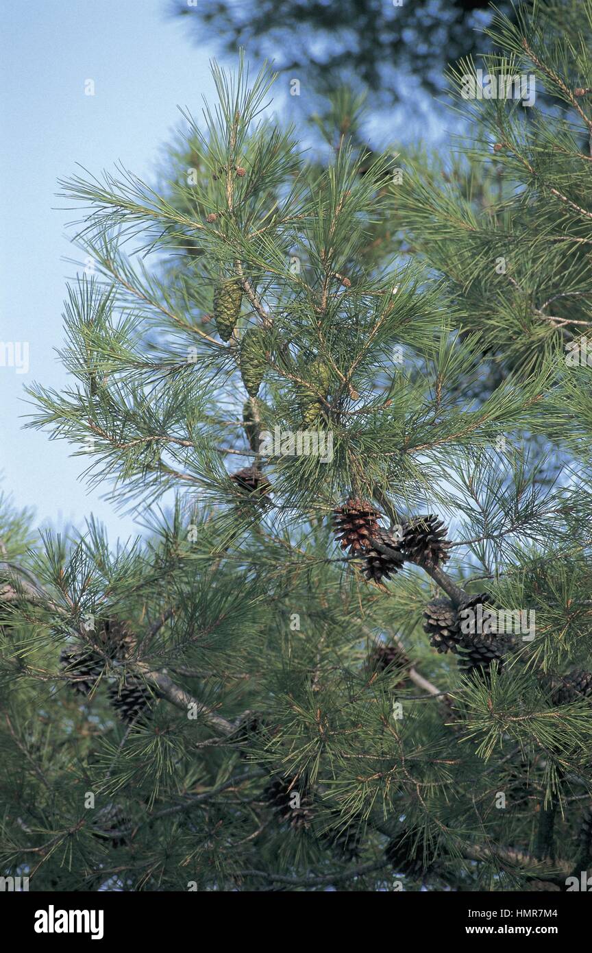 Cones aleppo pine hi-res stock photography and images - Alamy