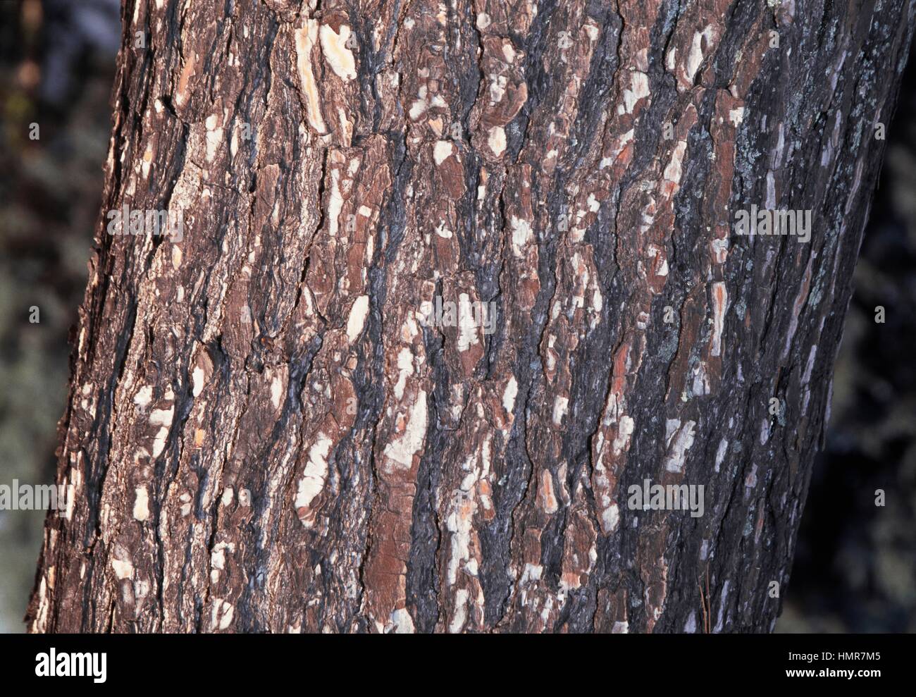Aleppo Pine bark (Pinus halepensis), Pinaceae Stock Photo - Alamy