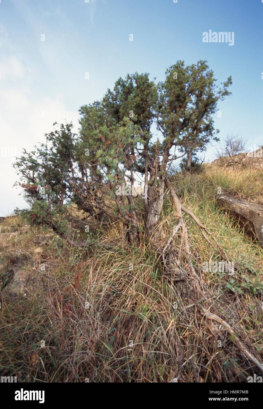 Common Juniper (Juniperus communis) Cupressaceae Stock Photo - Alamy
