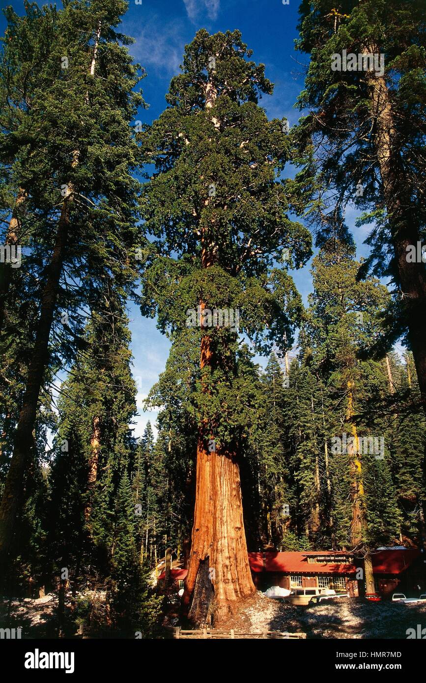 Giant Sequoia (Sequoiadendron giganteum), Cupressaceae Stock Photo - Alamy