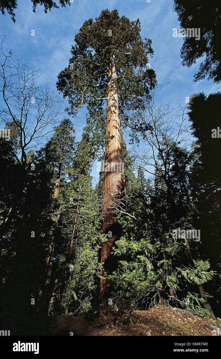 Botany - Trees - Betulaceae - Giant sequoia (Sequoiadendron giganteum ...