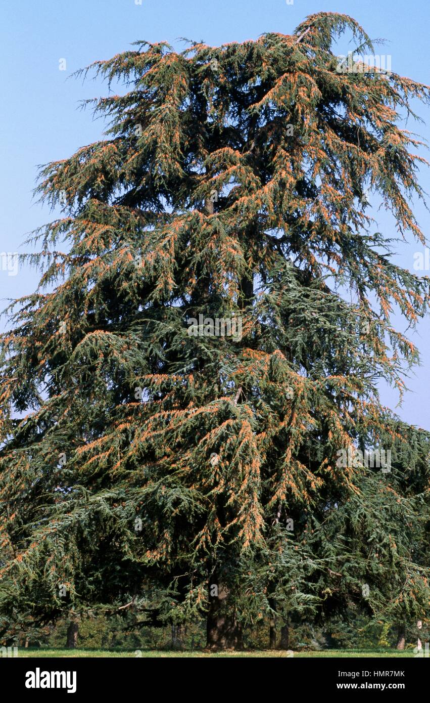 Atlas Cedar (Cedrus atlantica), Pinaceae Stock Photo - Alamy