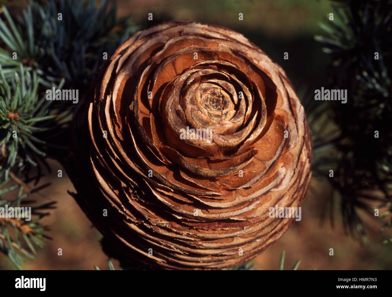 Blue Atlas Cedar leaves and strobilus (Cedrus atlantica glauca ...