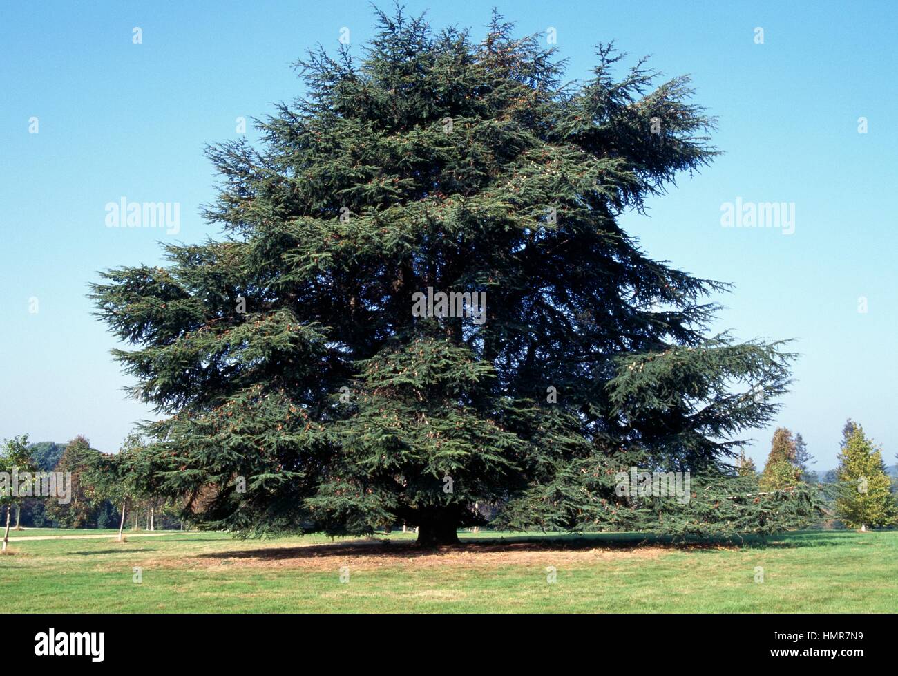 Atlas Cedar (Cedrus atlantica), Pinaceae Stock Photo - Alamy