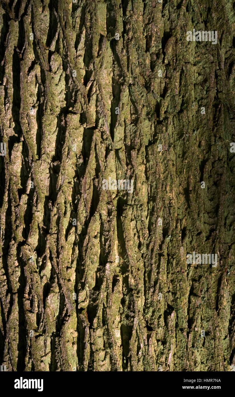 Atlas Cedar bark (Cedrus atlantica), Pinaceae Stock Photo - Alamy