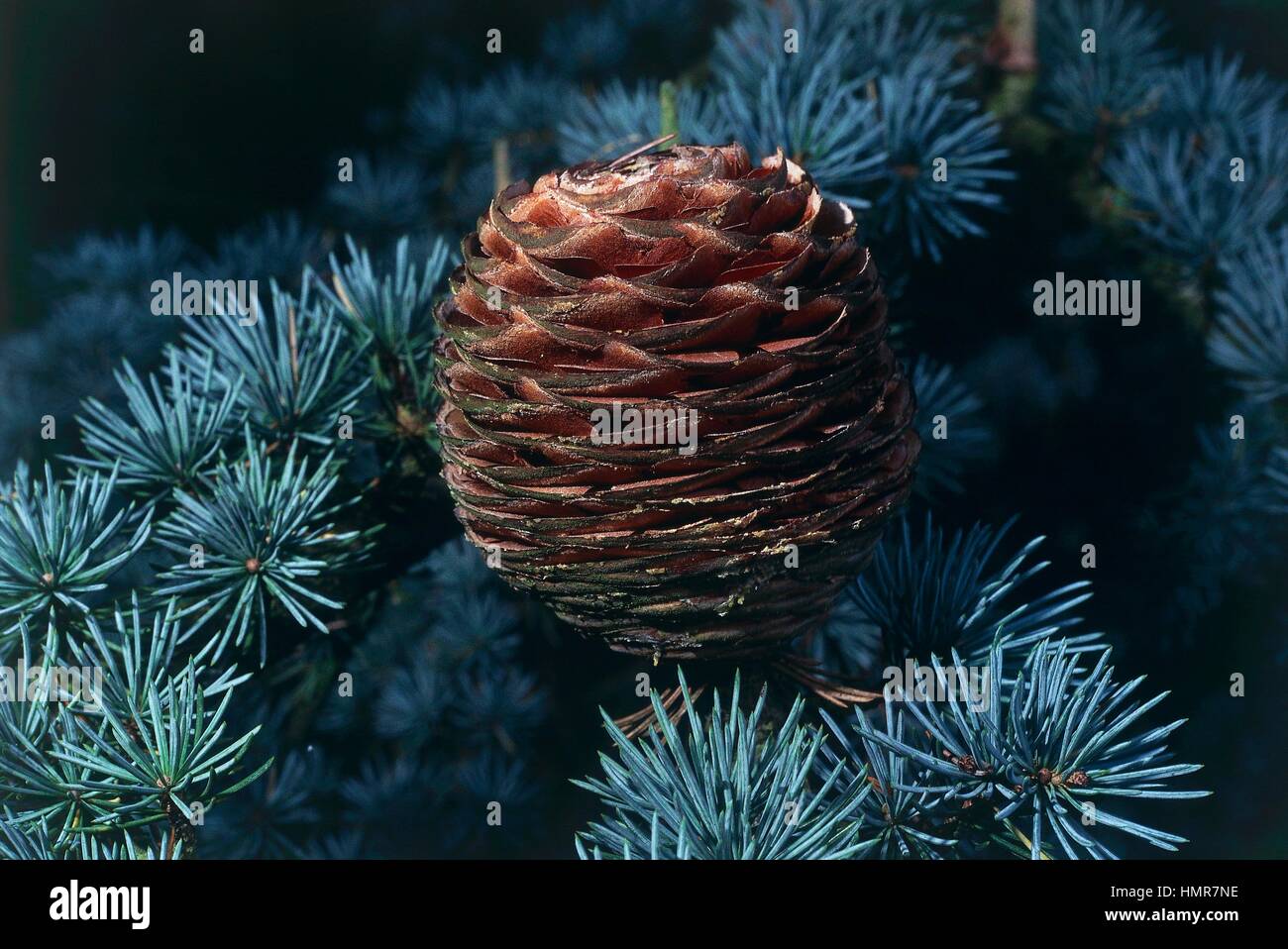 Cyprus cedar cedrus brevifolia hi-res stock photography and images - Alamy