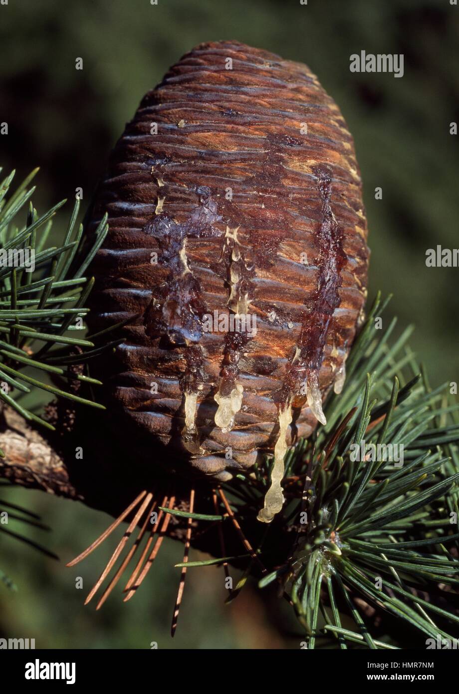 Himalayan cedar leaves cedrus deodara hi-res stock photography and ...