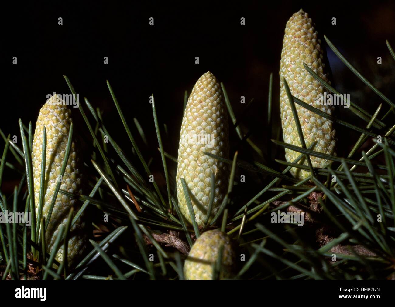 Himalayan Cedar immature cones (Cedrus deodara), Pinaceae Stock Photo ...
