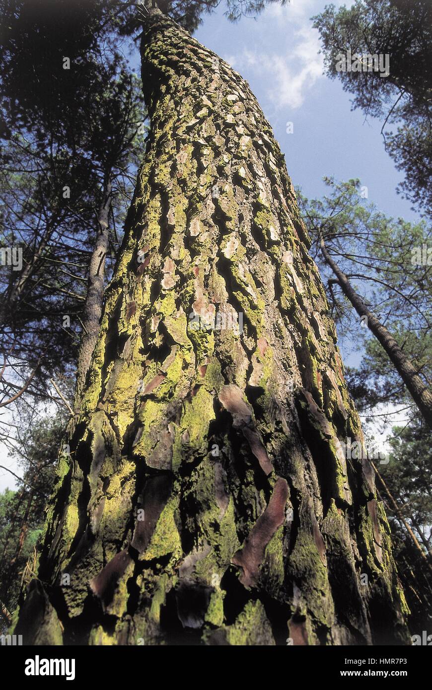 Botany - Trees - Pinaceae. Aleppo pine (Pinus halepensis). Trunk Stock ...