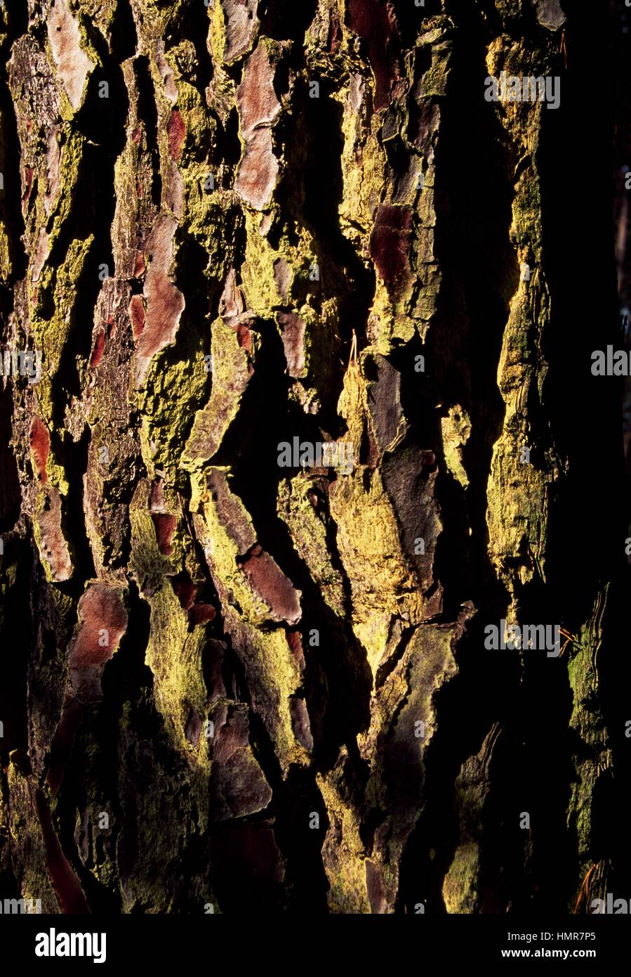Aleppo Pine bark (Pinus halepensis), Pinaceae Stock Photo - Alamy