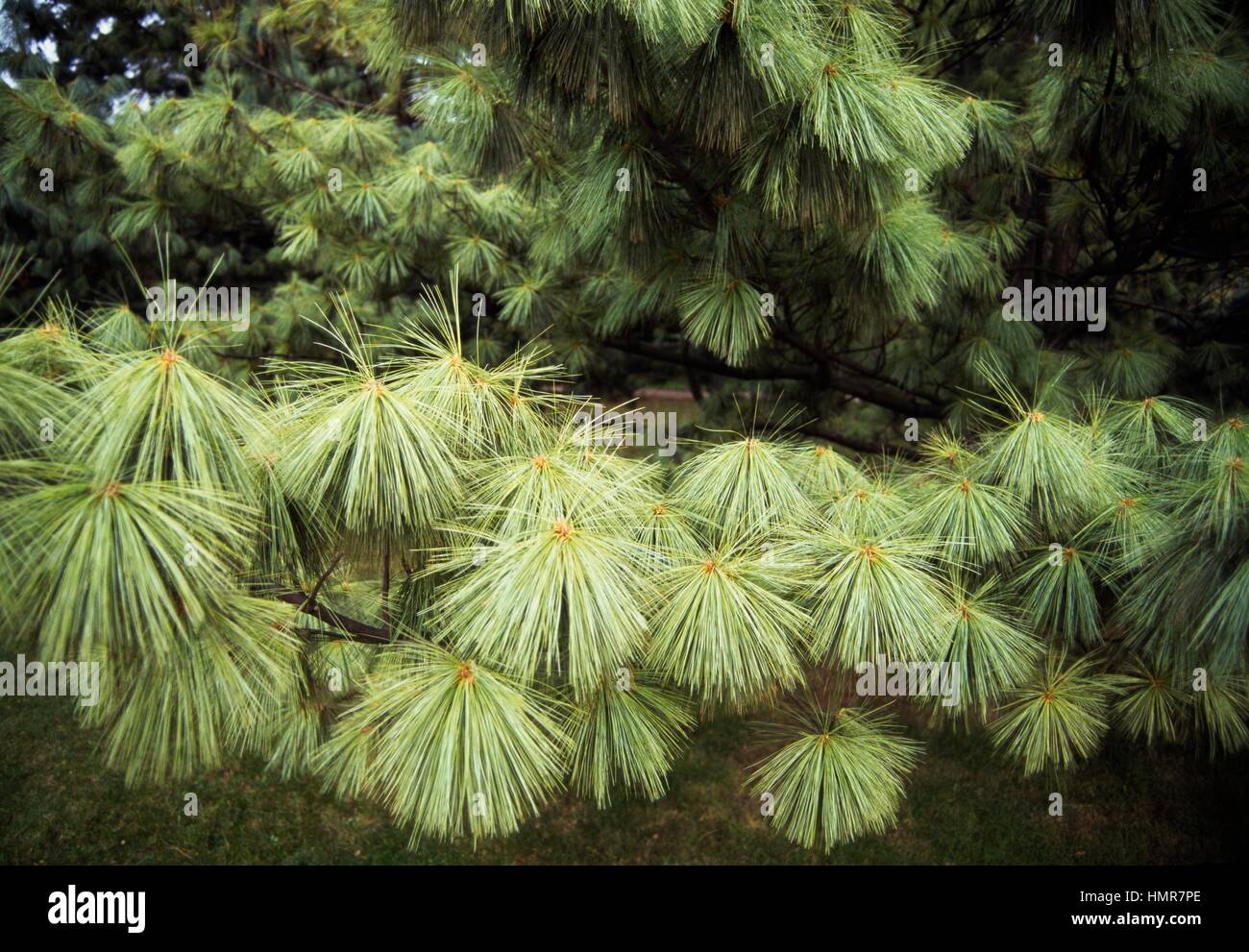 Himalayan Pine foliage (Pinus wallichiana), Pinaceae Stock Photo - Alamy