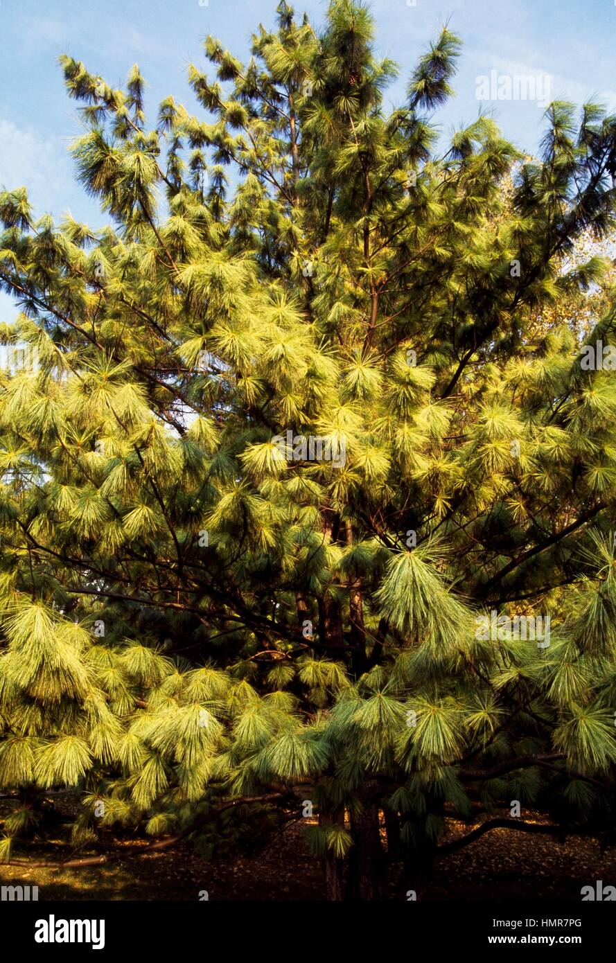 Himalayan Pine (Pinus wallichiana), Pinaceae. Detail Stock Photo - Alamy
