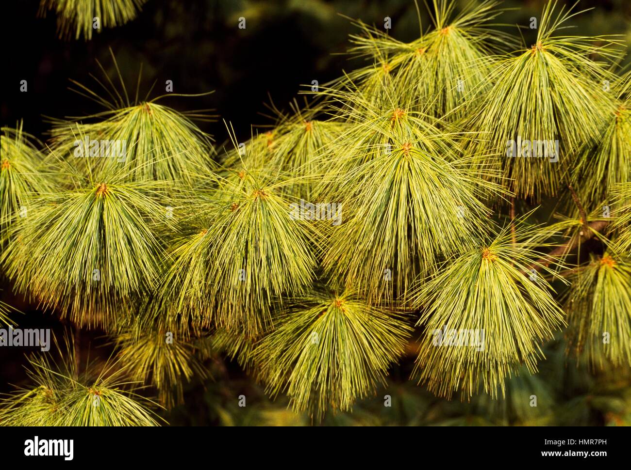 Himalayan Pine foliage (Pinus wallichiana), Pinaceae Stock Photo - Alamy