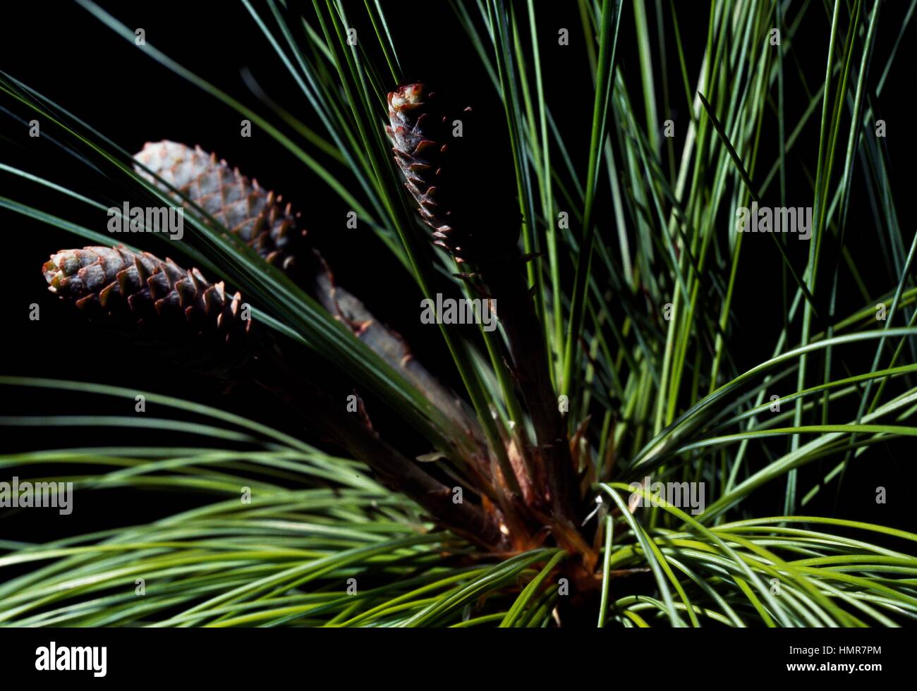 Pinus wallichiana cones hi-res stock photography and images - Alamy