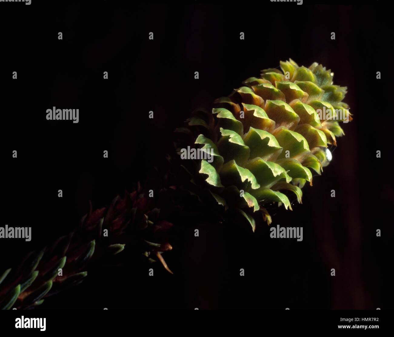 Acrocona Norway Spruce strobilus (Picea abies Acrocona), Pinaceae Stock Photo - Alamy