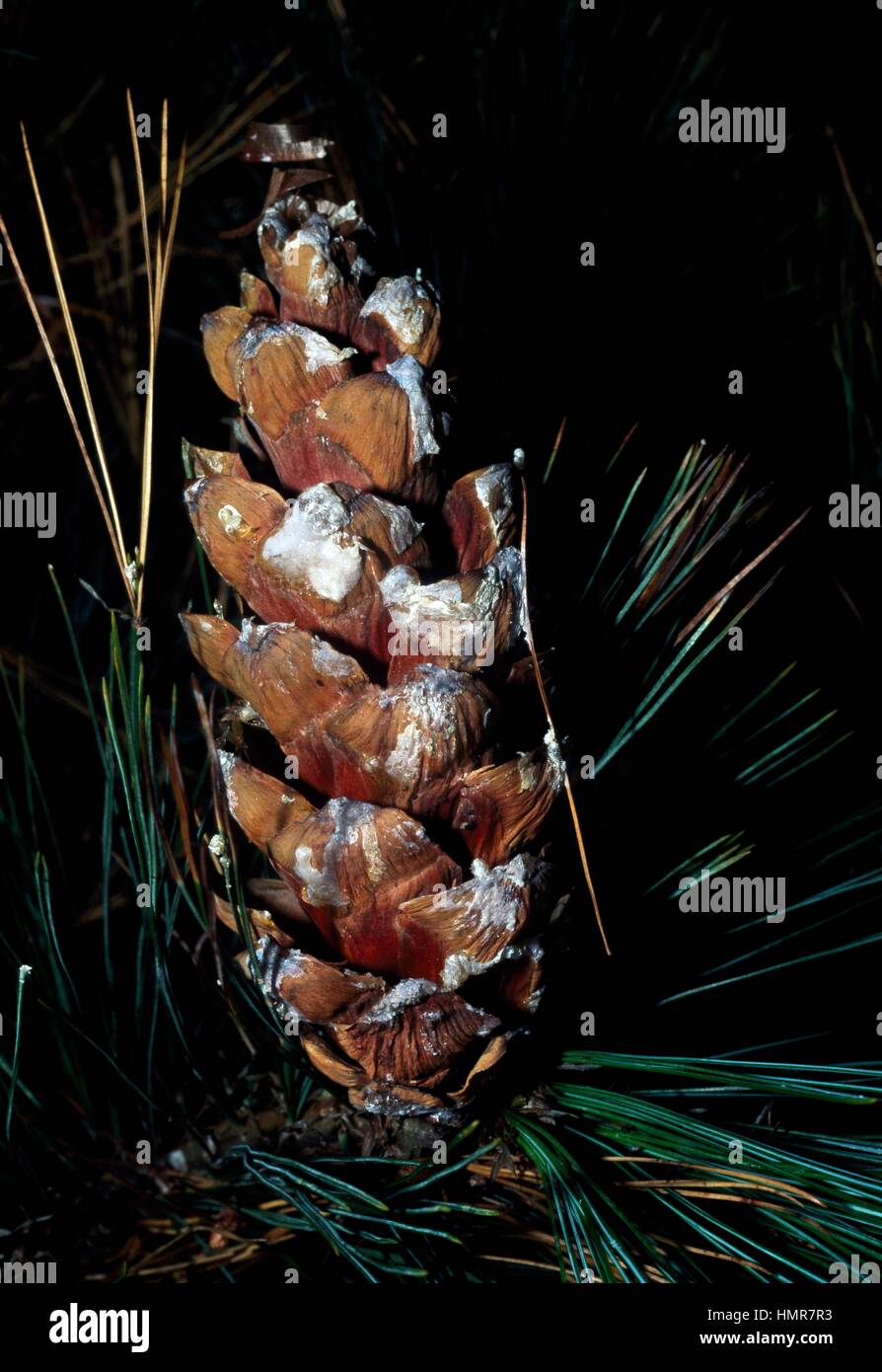 Macedonia Pine cone (Pinus peuce), Pinaceae Stock Photo - Alamy