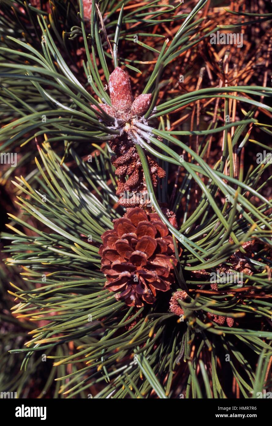 Mountain Pine or Mugo Pine cone (Pinus mugo), Pinaceae Stock Photo - Alamy