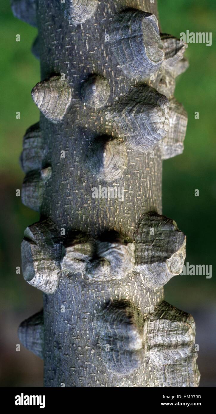Chinese Prickly-ash trunk (Zanthoxylum simulans), Rutaceae Stock Photo ...