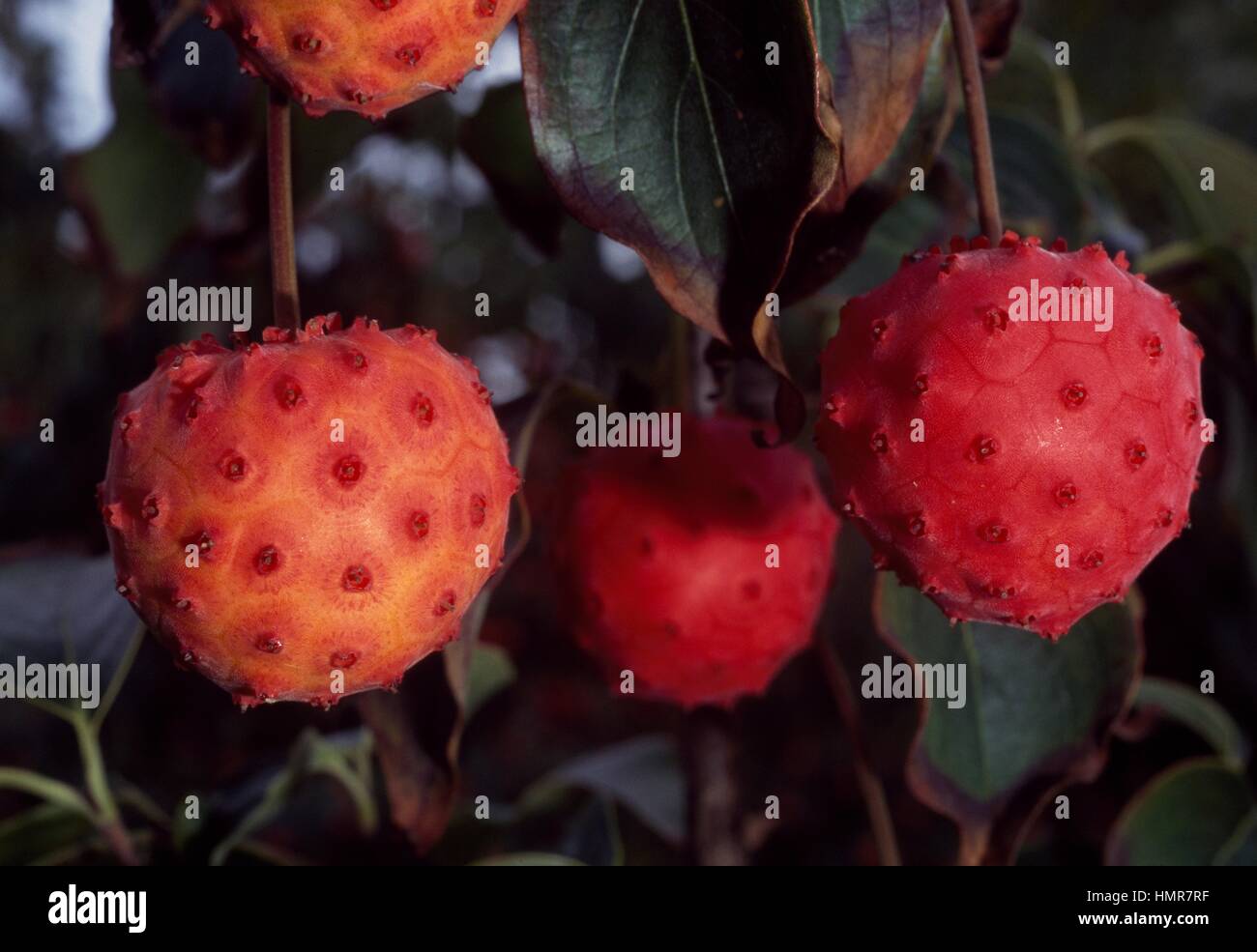 Kousa Dogwood fruit (Cornus kousa), Cornaceae Stock Photo - Alamy