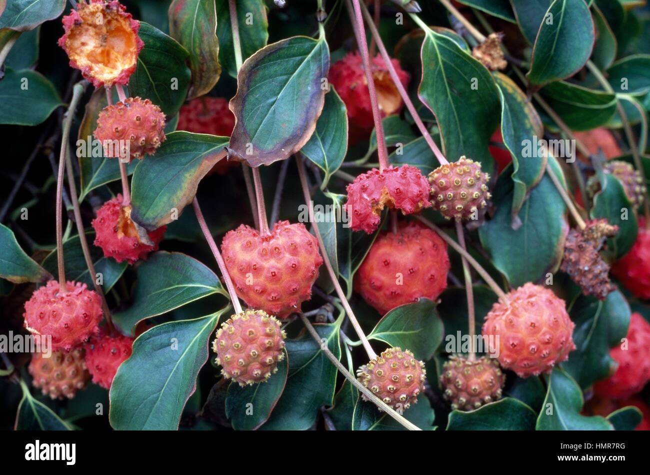 Kousa Dogwood leaves and fruit (Cornus kousa), Cornaceae Stock Photo ...