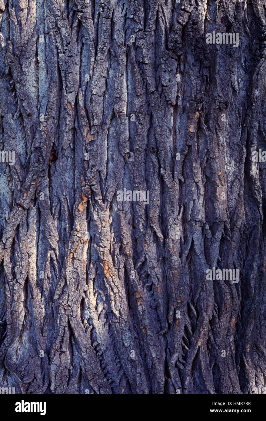 Canadian poplar populus canadensis hi-res stock photography and images ...