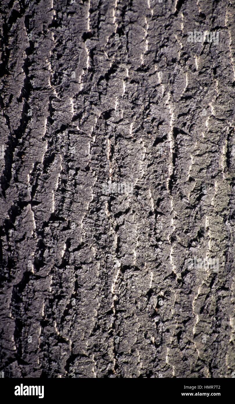 Empress tree bark (Paulownia tomentosa), Scrophulariaceae Stock Photo ...