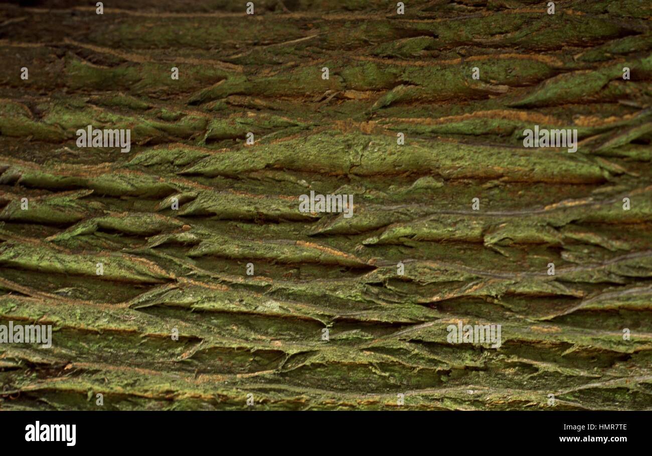 Bodark tree hi-res stock photography and images - Alamy