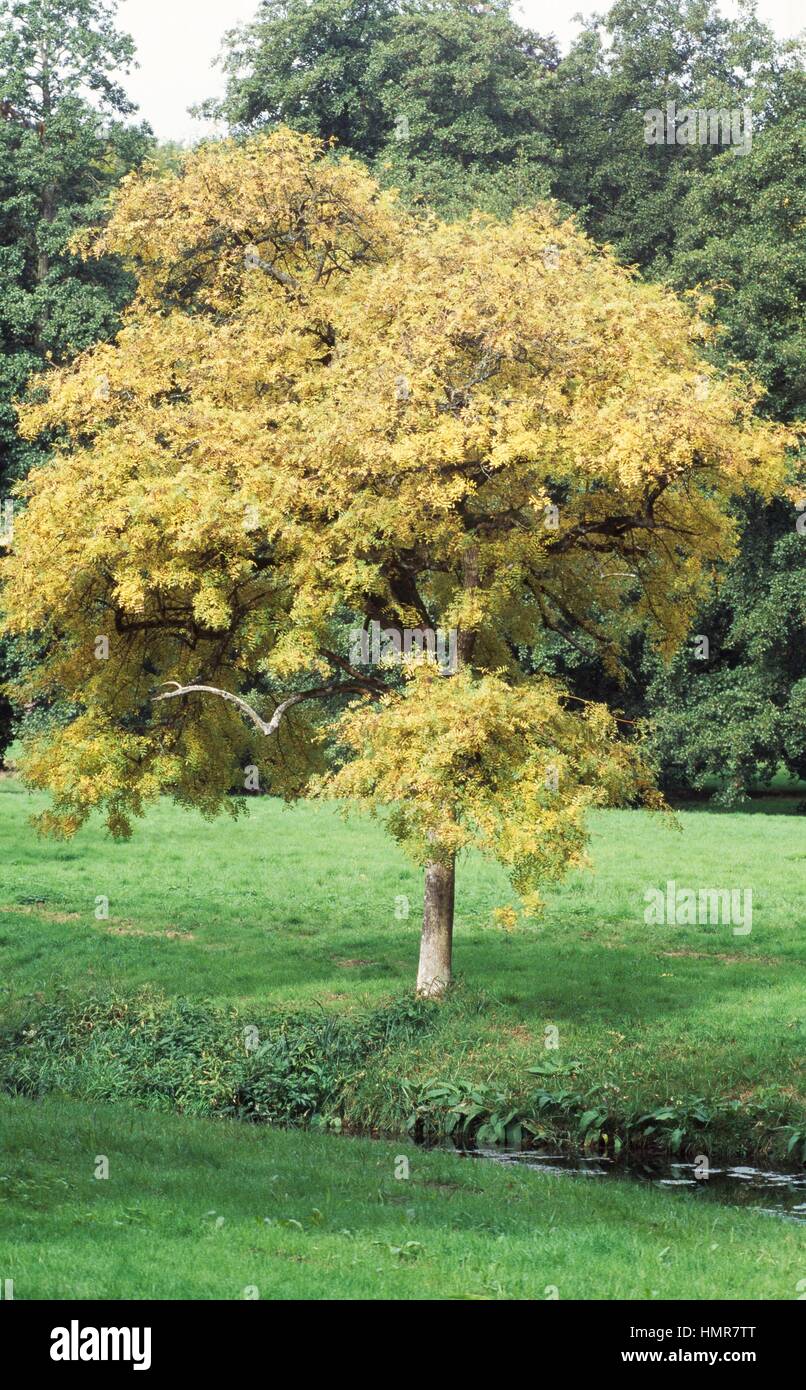 Southern Ash or Narrow-Leafed Ash (Fraxinus angustifolia), Oleaceae ...