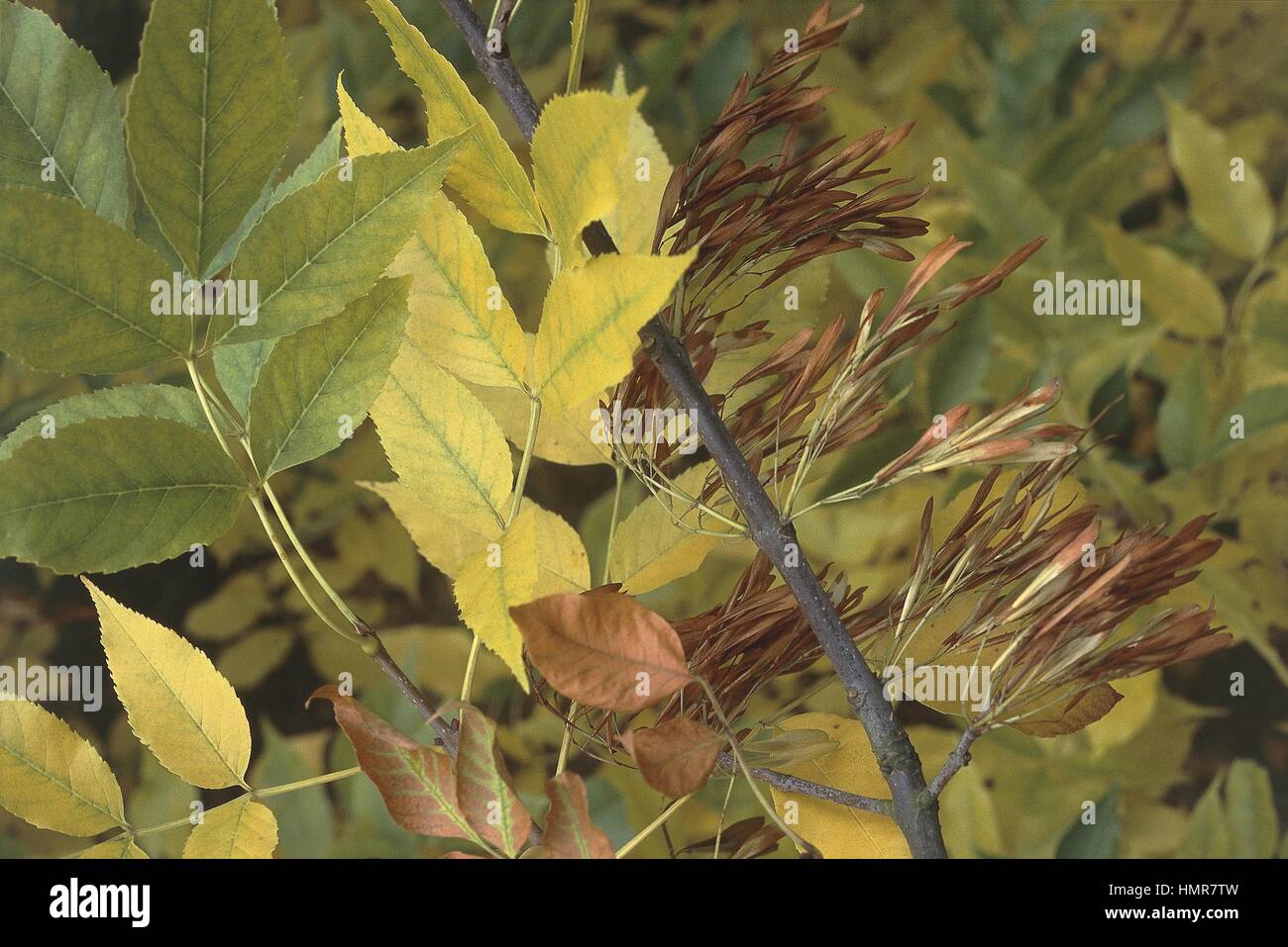 Botany - Trees - Oleaceae. European ash (Fraxinus excelsior). Detail ...