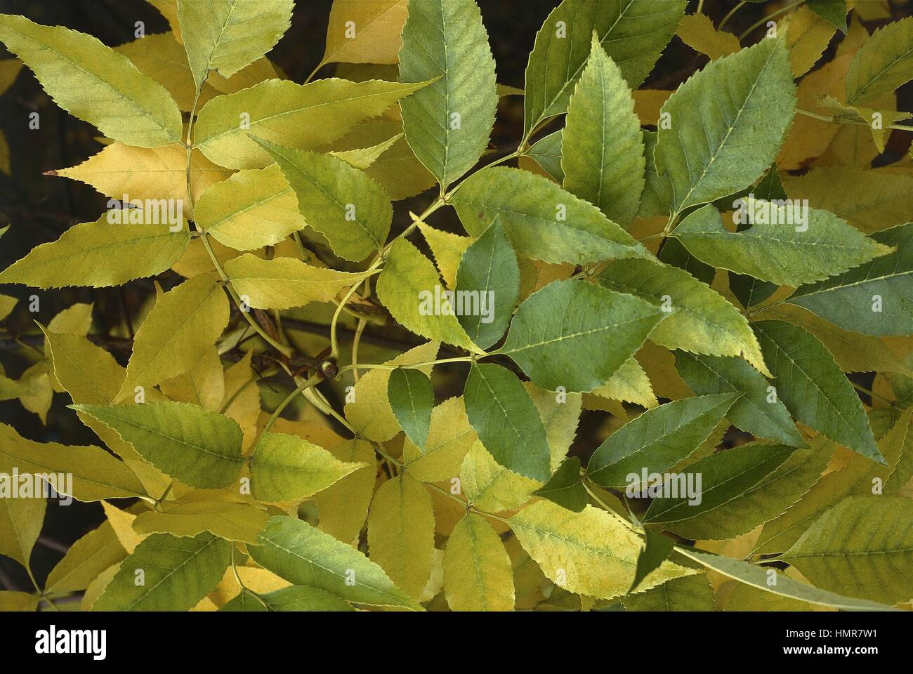 Botany - Oleaceae. European ash (Fraxinus excelsior). Leaves Stock ...