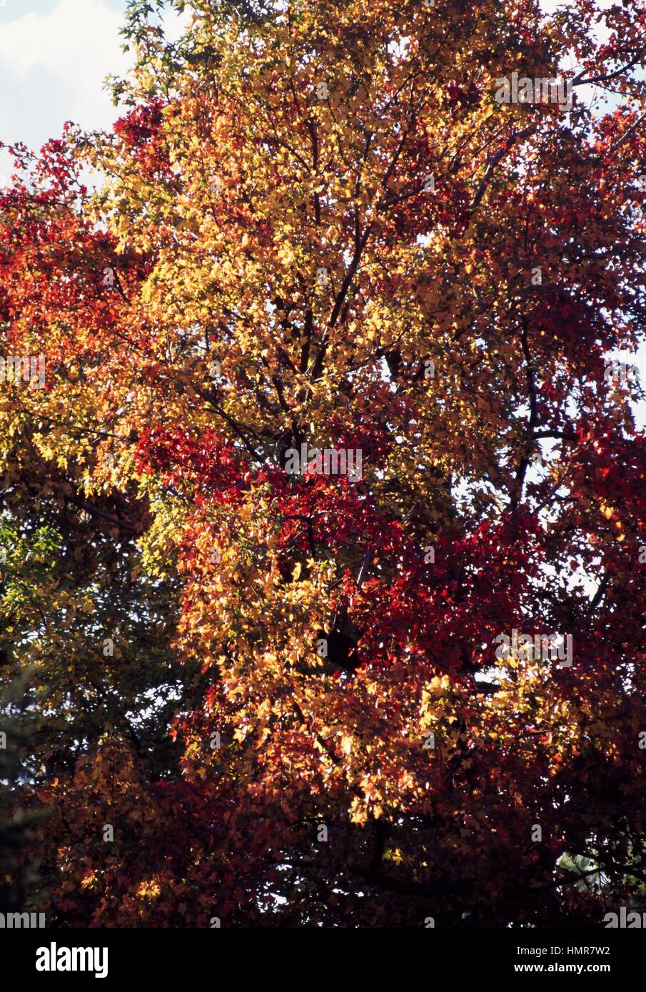 Liquidambar sp hi-res stock photography and images - Alamy
