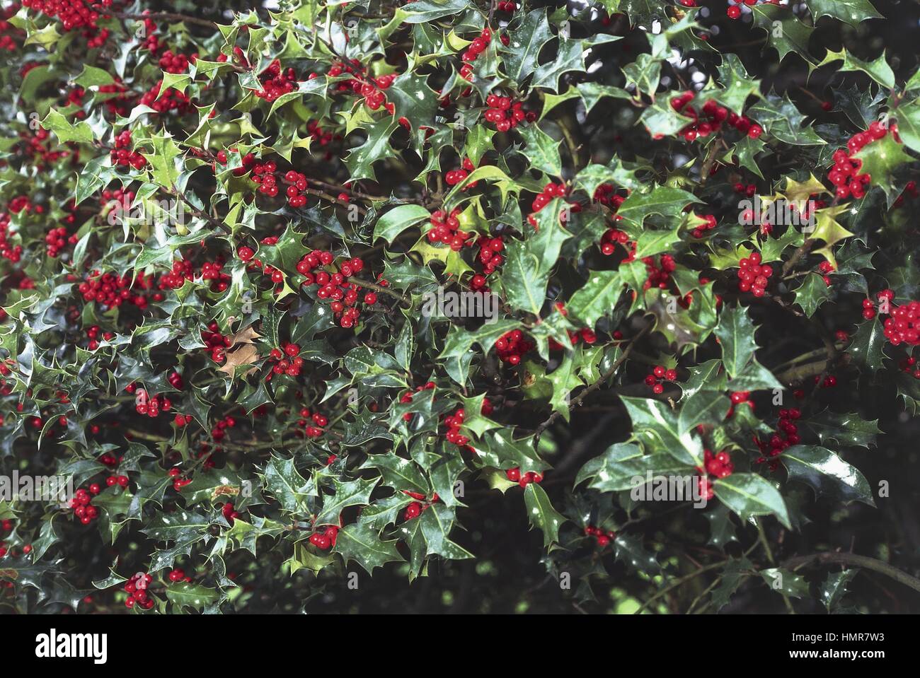 Botany - Trees - Aquifoliaceae. English holly (Ilex aquifolium). Detail ...