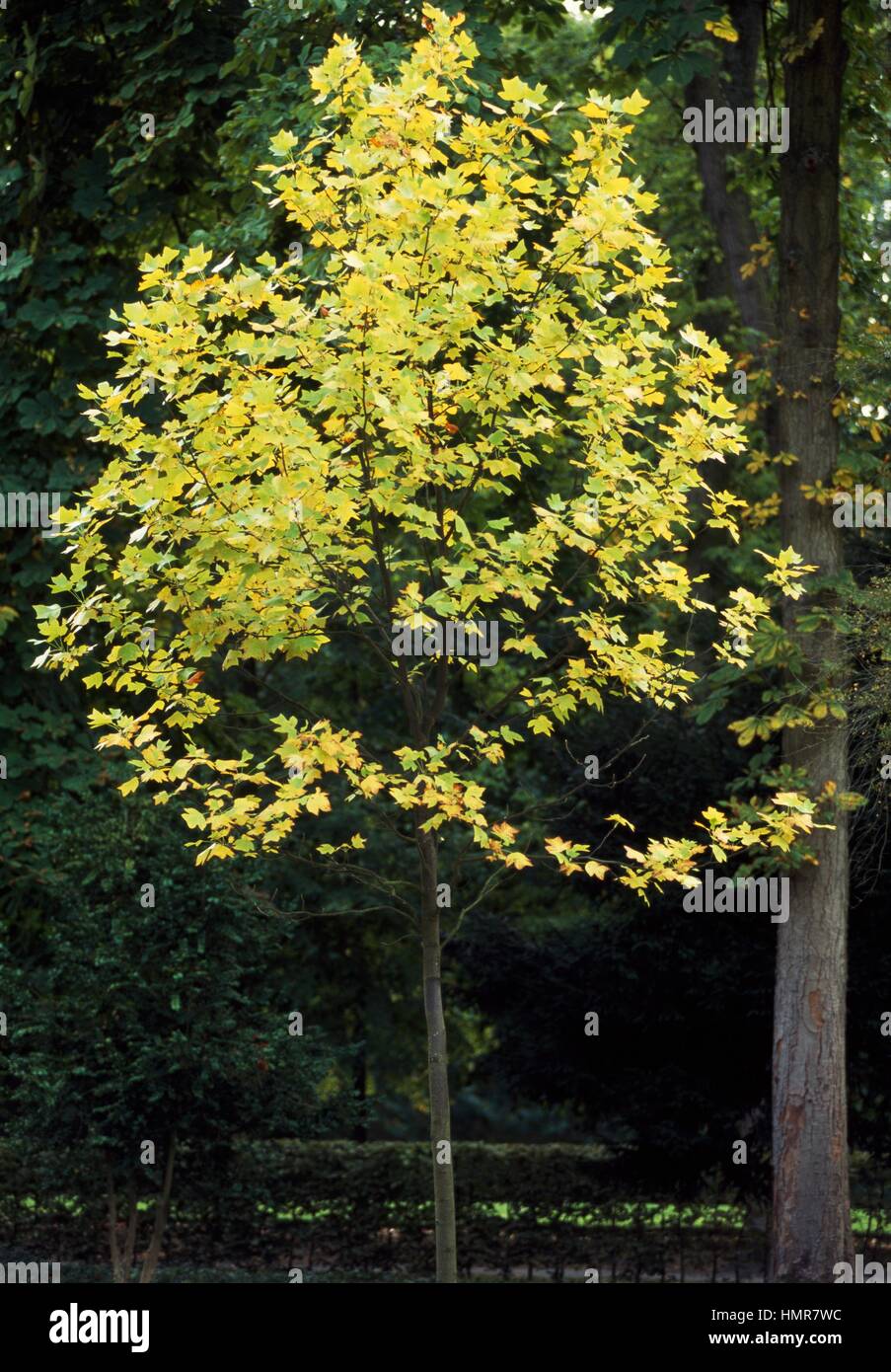 Tulip tree liriodendron tulipifera hi-res stock photography and images ...