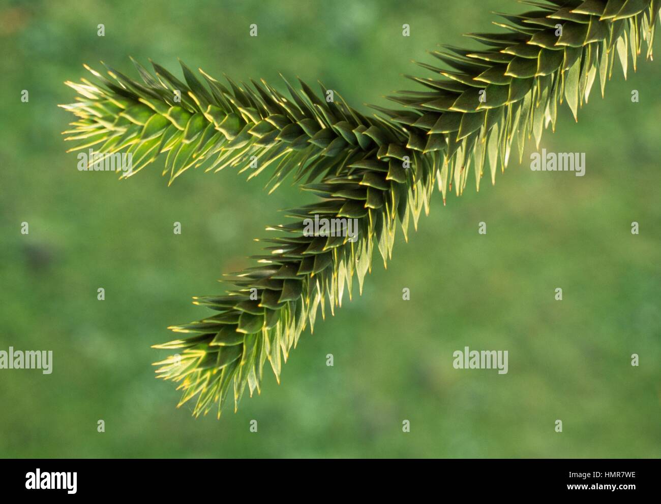 Monkey Puzzle Tree (Araucaria araucana) Araucariaceae. Detail Stock ...
